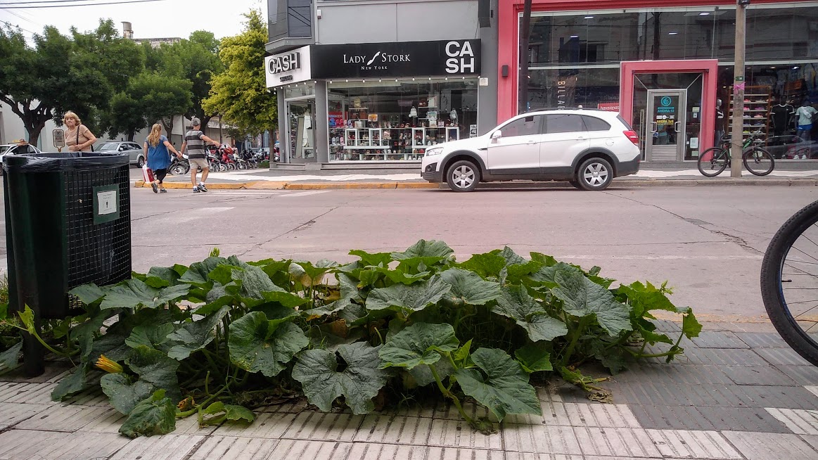 Cucurbita máxima, calabaza o zapallo en plena Libertad – Ojo Web